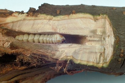 Saperda candida - Pflanzenschutzdienst