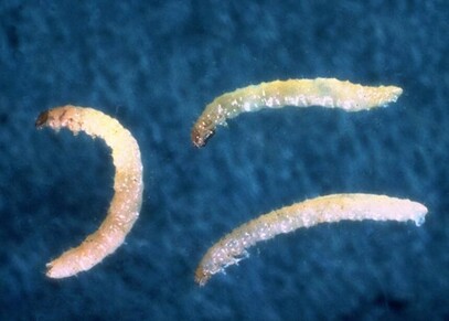 Epitrix spp. - Pflanzenschutzdienst