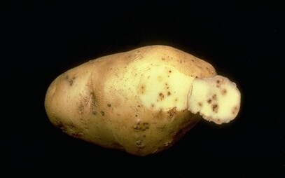 Epitrix spp. - Pflanzenschutzdienst